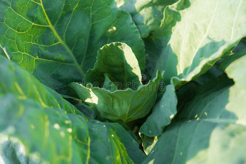 Young Cabbage in the Garden, Cabbage Cabbage is Formed from Leaves ...