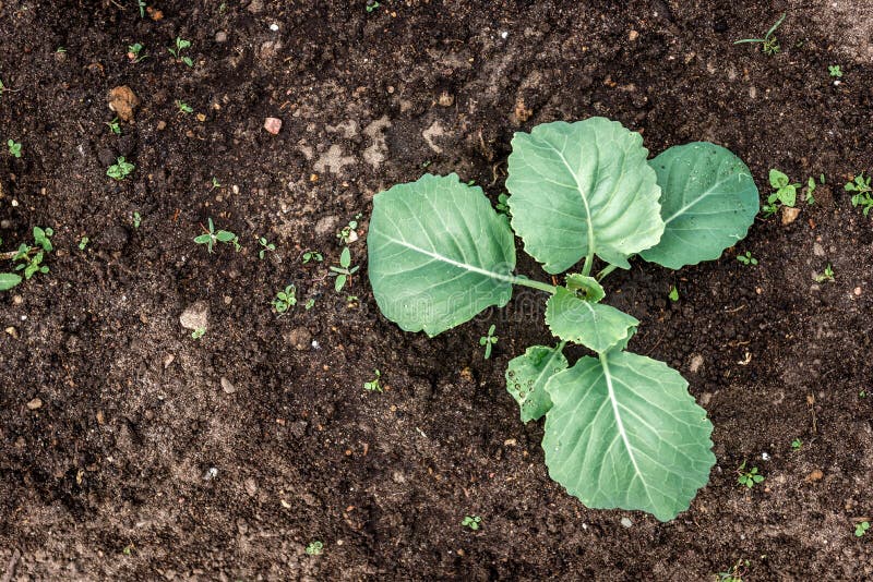 Young Cabbage Growing in Spring Garden Stock Photo - Image of farming ...