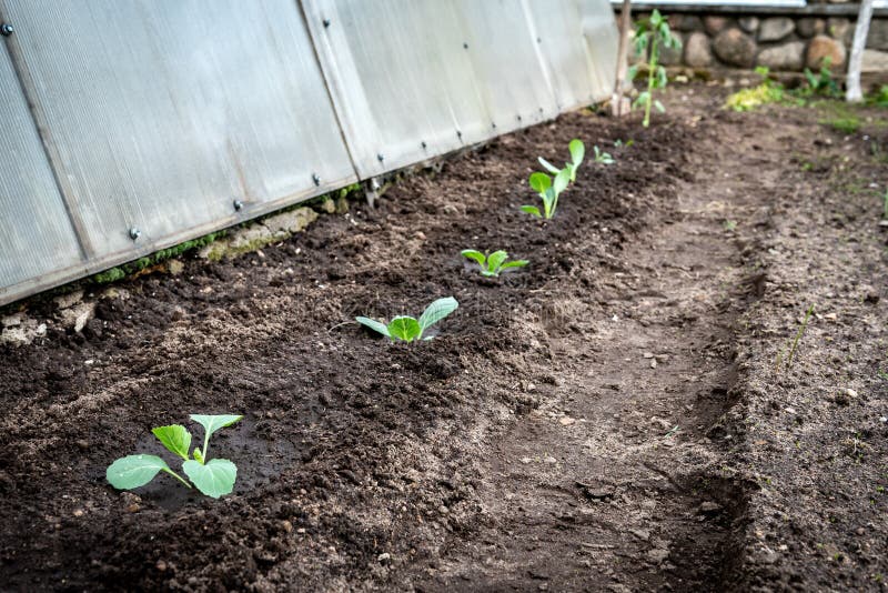 Young Cabbage Growing in Spring Garden. Stock Photo - Image of garden ...