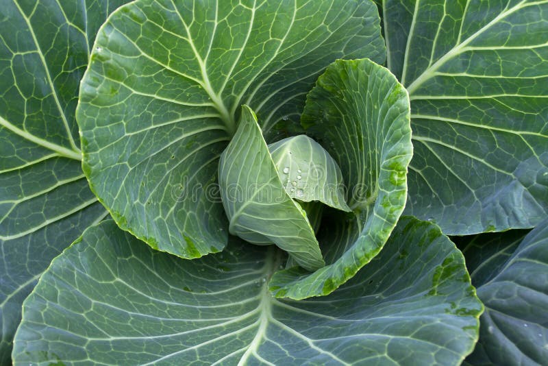 Young cabbage stock image. Image of horizontal, garden - 157643299