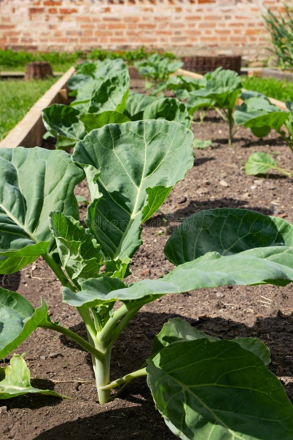 Young Cabbage Grown in the Garden in the Spring Stock Photo - Image of ...