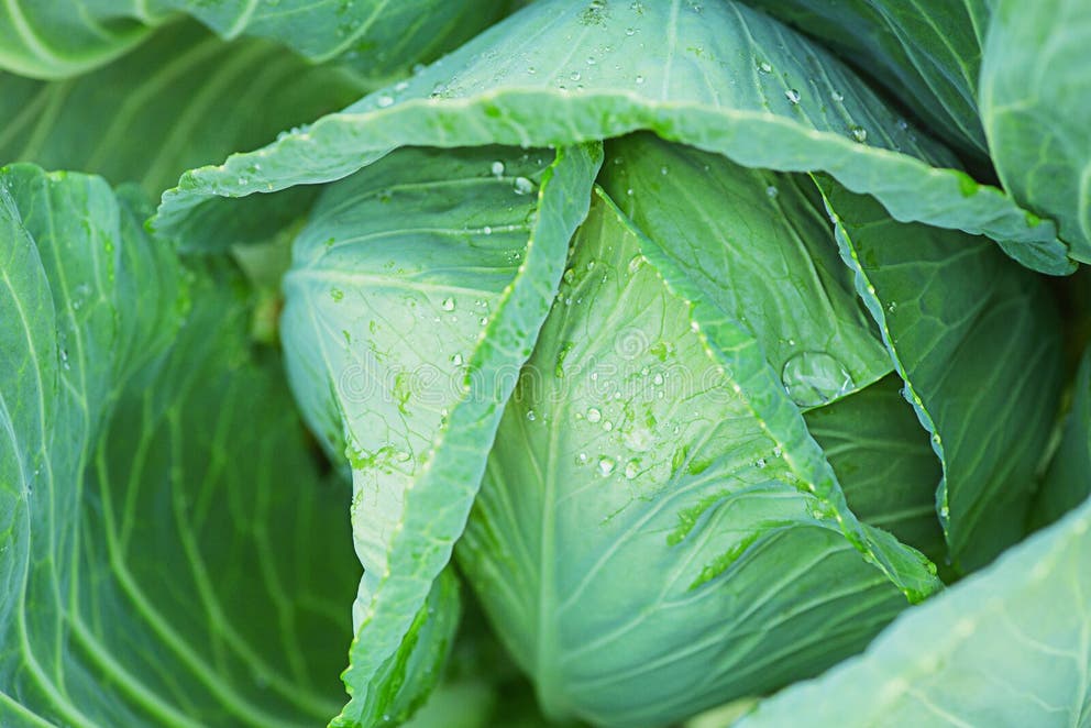 Young Cabbage Grows on the Bed. Macro Photo of Cabbage with Water Drops Stock Image - Image of ...