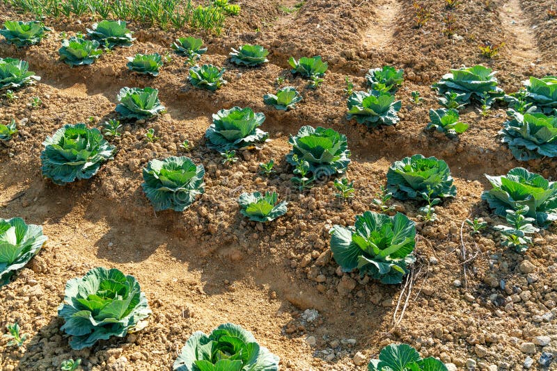 Young Cabbage Grows in the Farmer Field, Growing Cabbage Field Stock ...