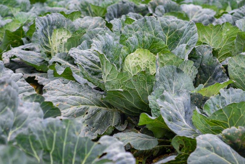 Young Cabbage Grows in the Farmer Field, Growing Cabbage in the Open ...