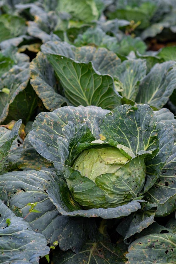 Young Cabbage Grows in the Farmer Field, Growing Cabbage in the Open ...