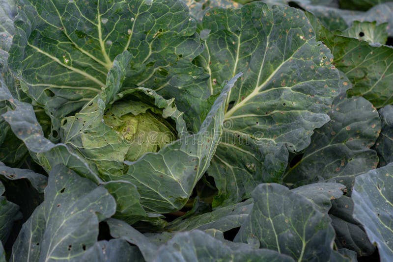 Young Cabbage Grows in the Farmer Field, Growing Cabbage in the Open ...