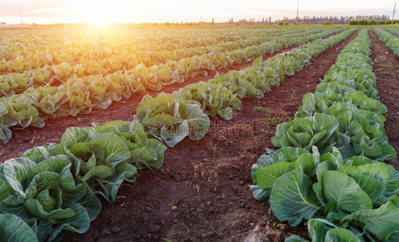 Young Cabbage Grows in the Farmer Field. Growing Cabbage Field in ...