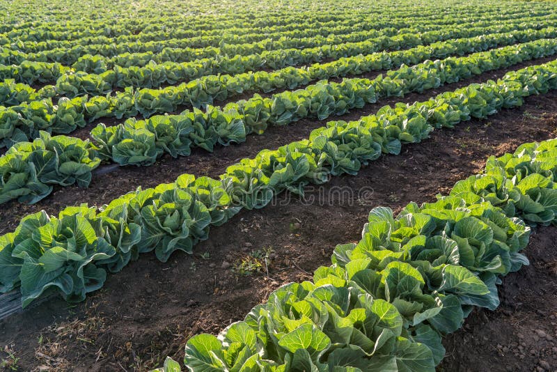 Young Cabbage Grows in the Farmer Field. Growing Cabbage Field in ...