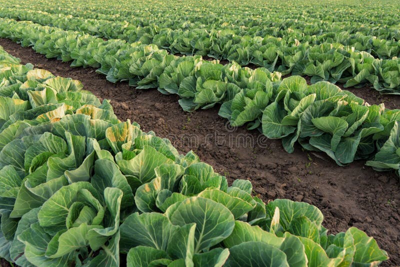 Young Cabbage Grows in the Farmer Field Stock Image - Image of healthy ...