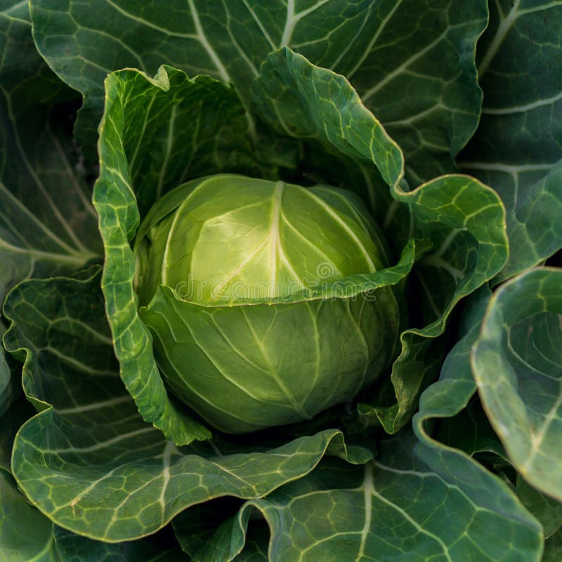 Young Cabbage Grows in the Farmer Field Stock Image - Image of organic ...