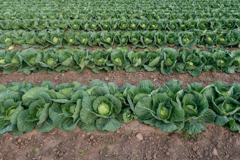 Young Cabbage Grows in the Farmer Field Stock Photo - Image of grow ...