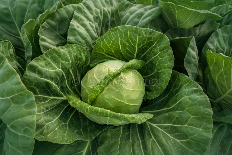 Young Cabbage Grows in the Farmer Field Stock Image - Image of fresh ...