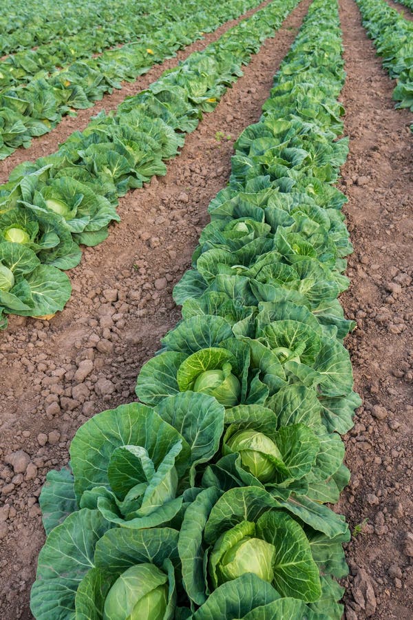 Young Cabbage Grows in the Farmer Field Stock Photo - Image of nature ...