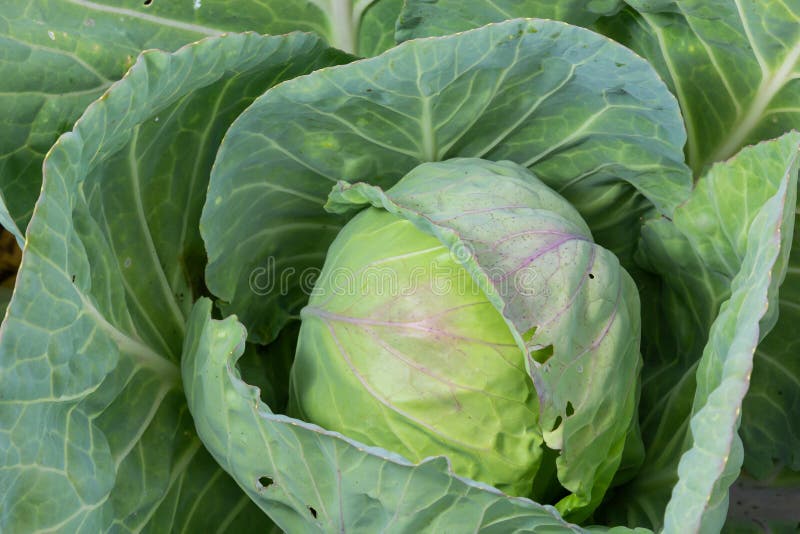 Young Cabbage Grows in the Farmer Field, Growing Cabbage in the Open ...