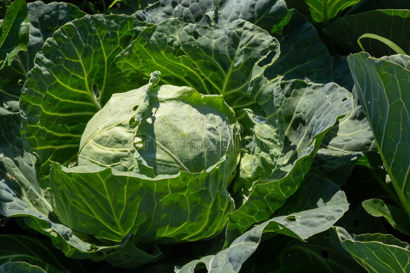 Young Cabbage Grows in the Farmer Field, Growing Cabbage in the Open ...