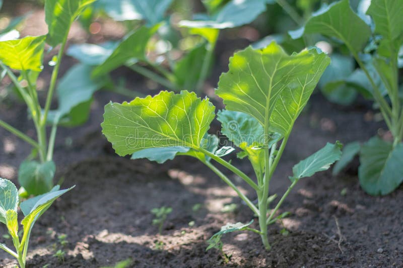 Young Cabbage Grows in a Garden Bed. Selective Focusing Stock Image ...