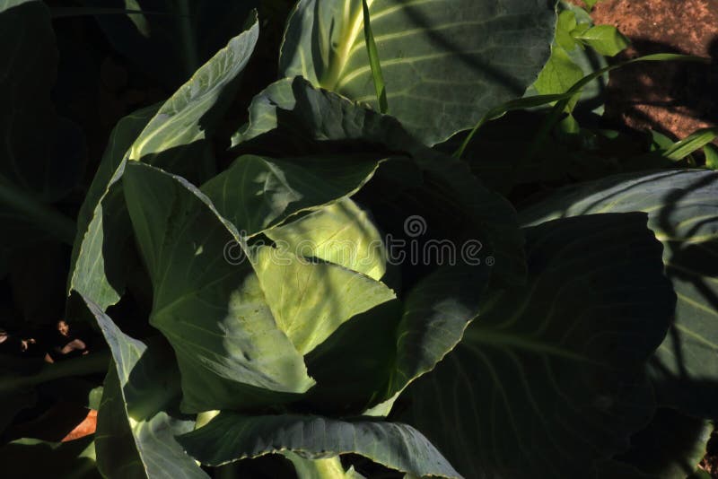 Young Cabbage Head Shyly Taking Shape Stock Image - Image of outer ...