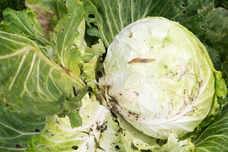 Young Cabbage Head with Slug and Spoiled Leaves Stock Image - Image of ...