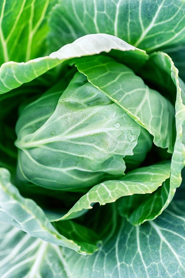 A Young Cabbage Head. Vertical Crop. Green Natural Background. Close Up ...