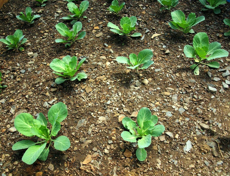 Young Cabbage Plants on Rocky Soil Stock Image - Image of plants ...