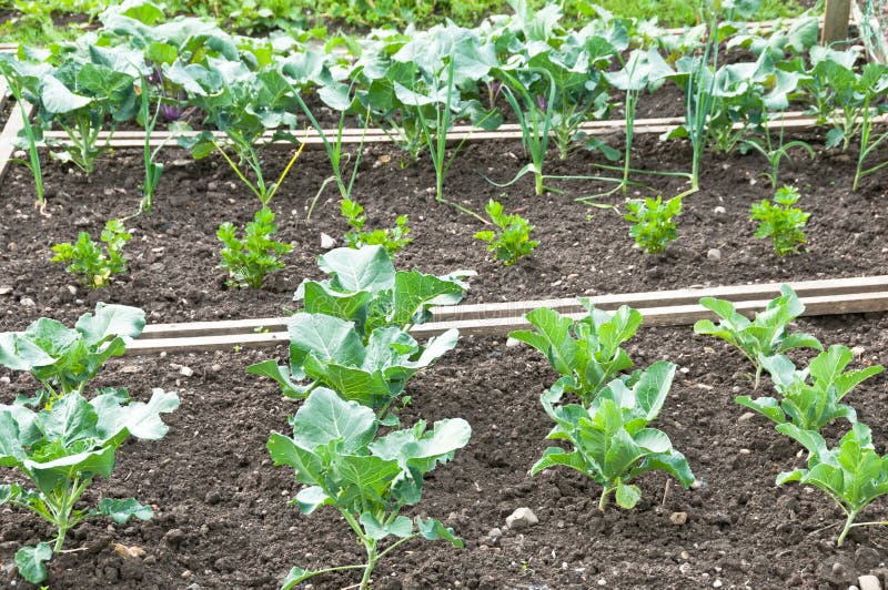 Springtime Vegetable Patches Stock Image - Image of young, gardening ...