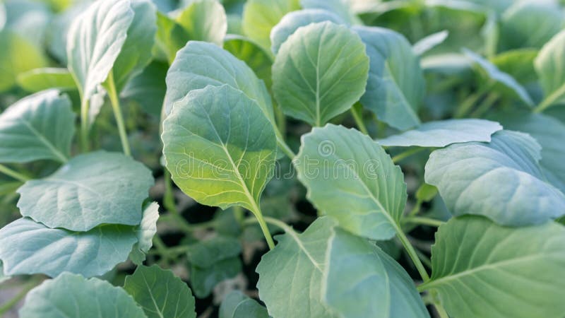 Young Cabbage Seedlings. Cabbage Seedlings Greenhouse Stock Photo ...