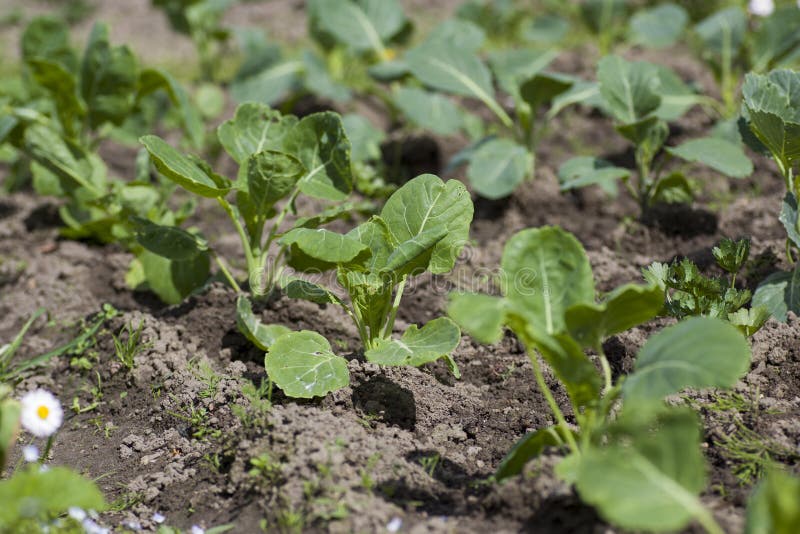 Cabbage Sprouted in the Garden Stock Image - Image of natural, flora ...