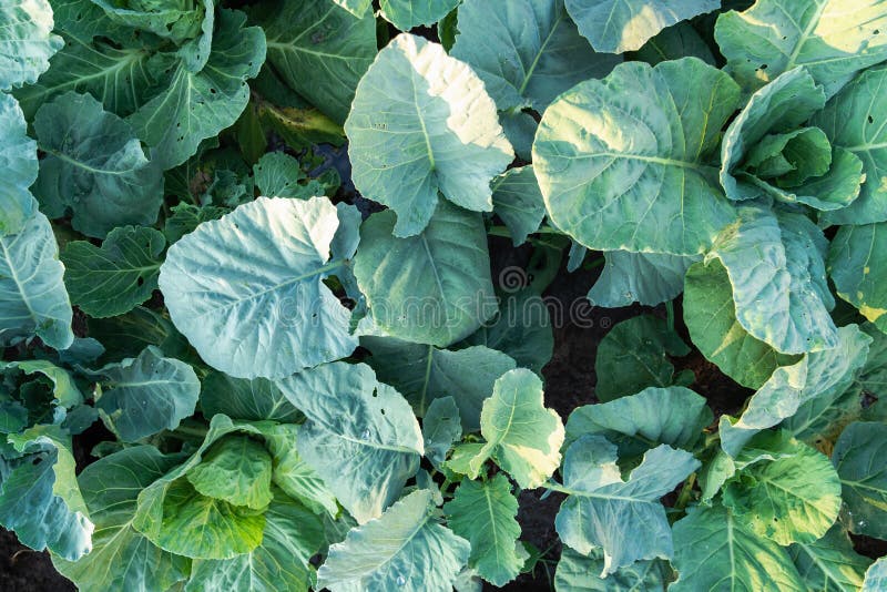 Young Cabbage Top View. Cabbage Field in Spring Stock Image - Image of ...
