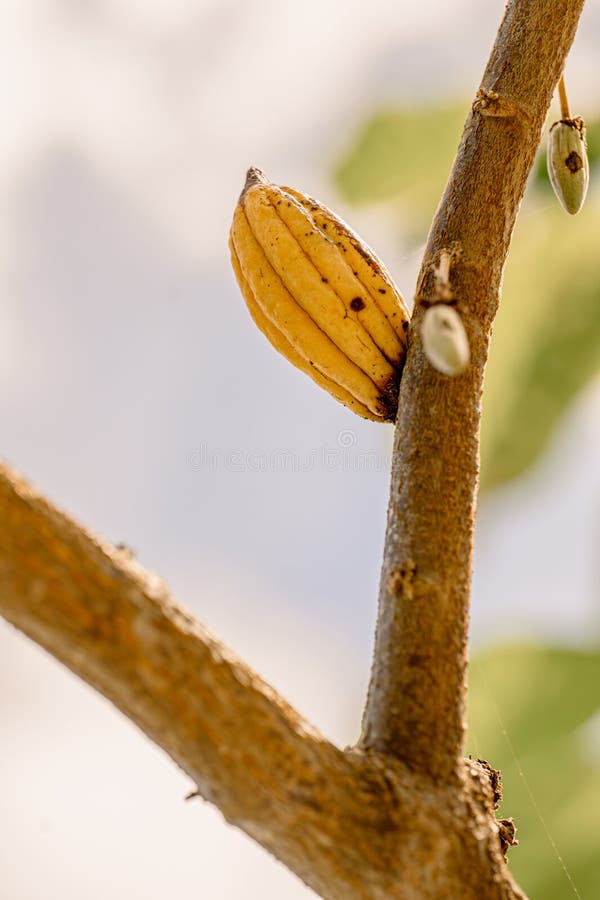 416 Cacao Pods Young Stock Photos - Free & Royalty-Free Stock Photos ...