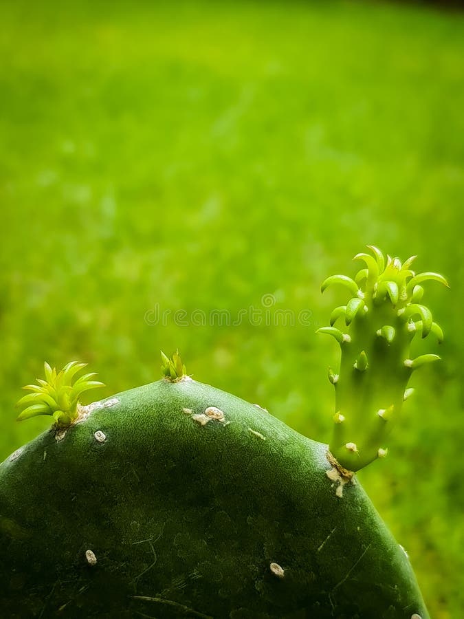 Young cacti sprout stock photo. Image of grows, sprout - 262368226