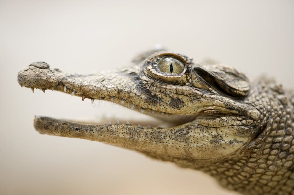 Young caiman stock image. Image of gator, tooth, teeth - 7139301