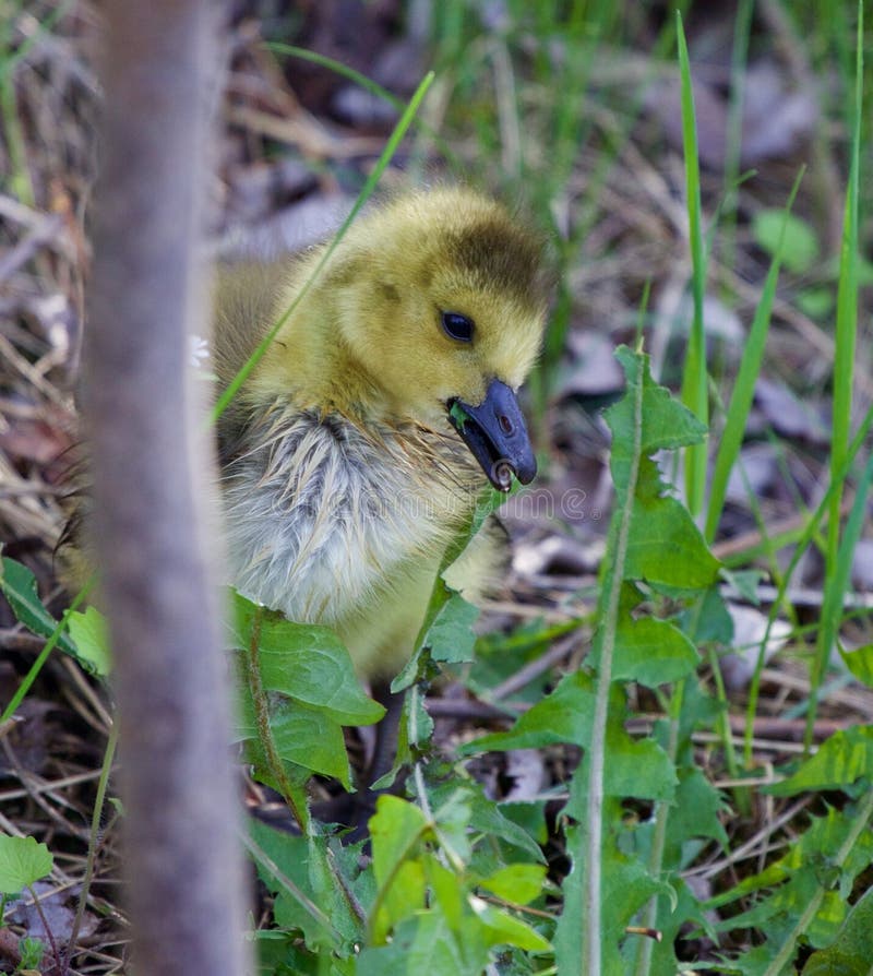 Young Cackling Goose is Laying on the Grass Stock Image - Image of neck ...