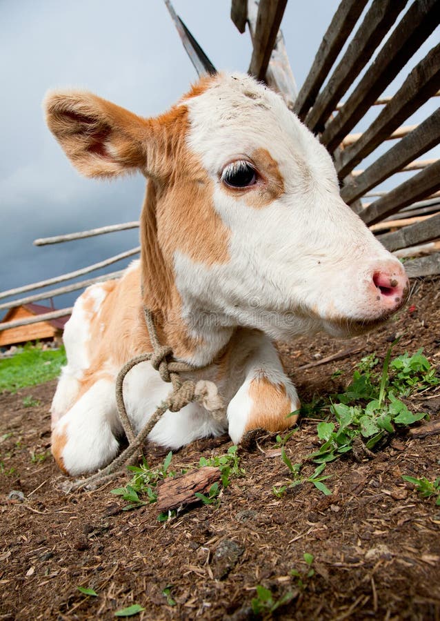 The young calf stock photo. Image of lying, newborn, calf - 15291828