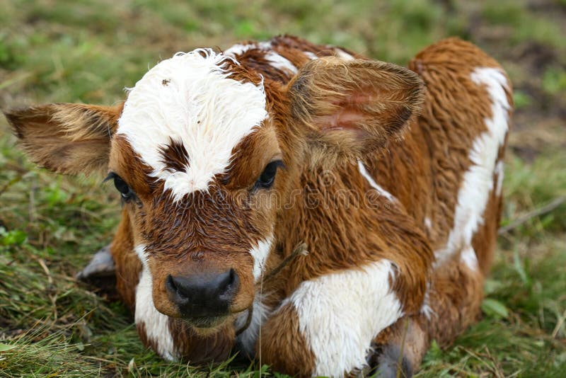A young calf stock photo. Image of animal, innocence - 16731210