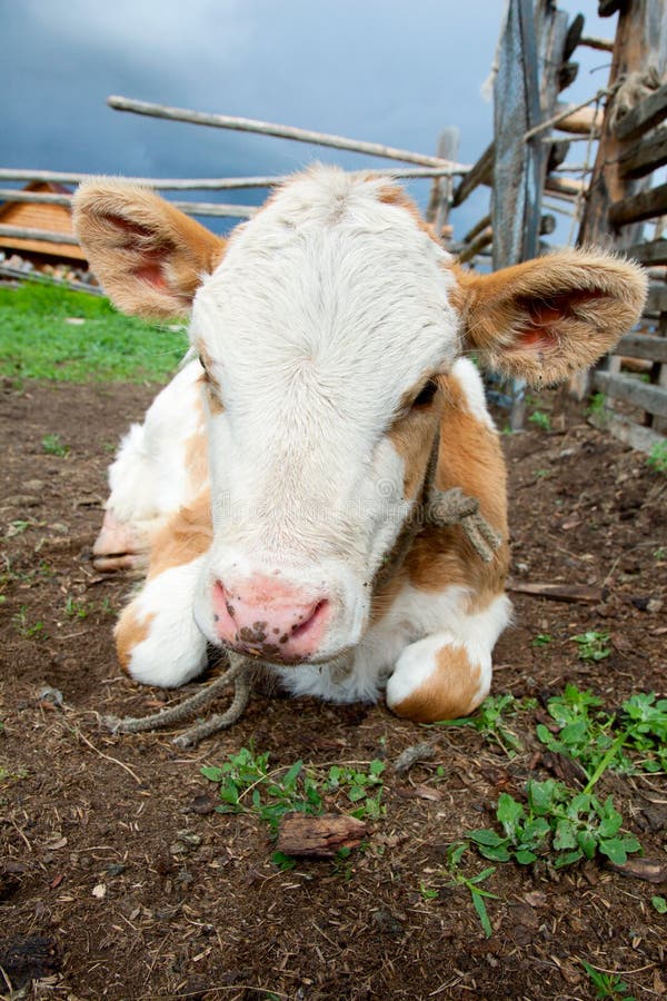 The young calf stock photo. Image of young, agricultural - 19291298