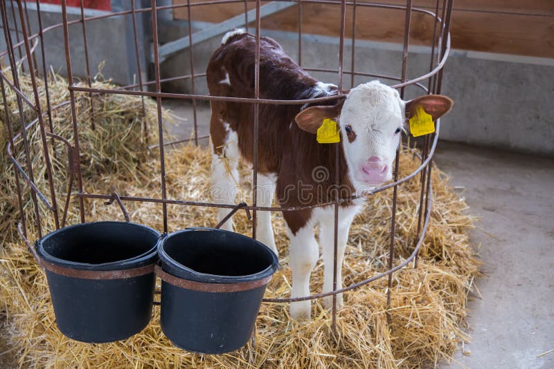 Young Calf Breed Montbliard in a Cage Stock Photo - Image of calf ...
