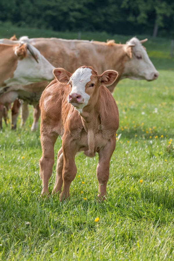 Young calf stock photo. Image of farmland, young, agriculture - 62745954