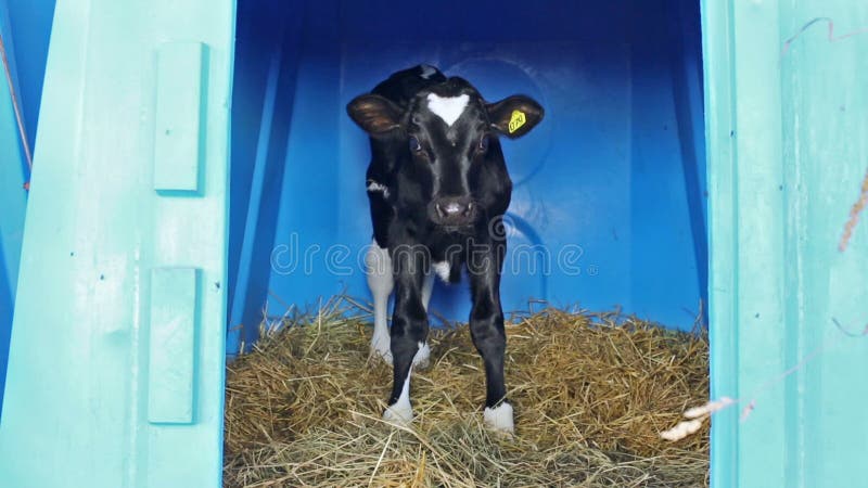 Young Calf on a Dairy Farm is Standing into the Stock Footage - Video ...