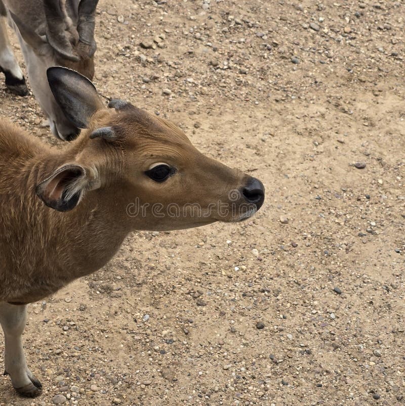 A Young Calf Deer is so Cute Stock Image - Image of safari, animal ...