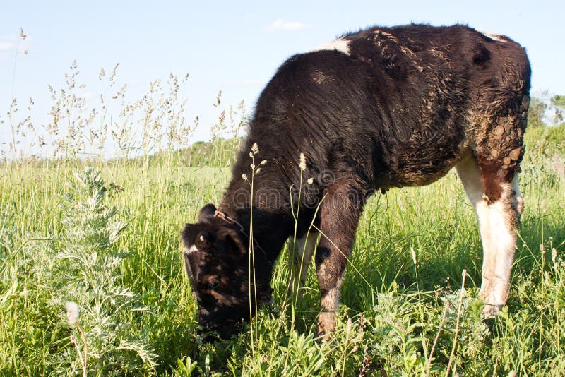 Young calf stock image. Image of farming, agriculture - 55109059