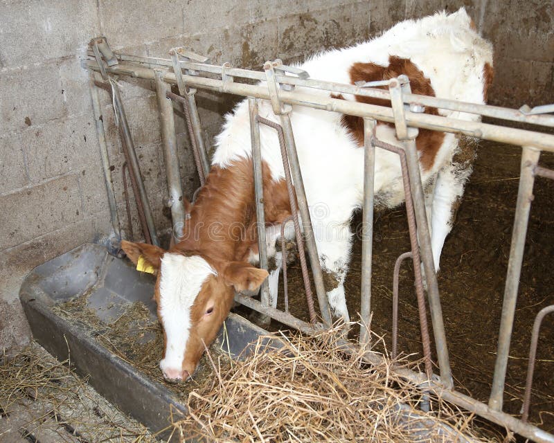 Cow Eat Straw And Hay In The Barn Of The Farm Stock Photo - Image of ...