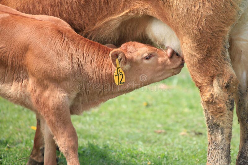 Young Calf Enjoying Its Meal Stock Image - Image of green, meal: 25606007