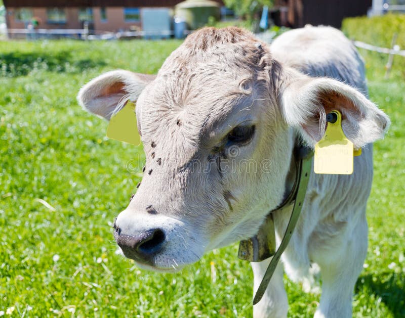 Young calf on farm stock photo. Image of brown, curious - 23284650