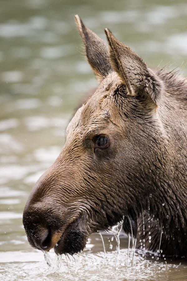 Young Calf Moose stock image. Image of pond, herbivorous - 16337685