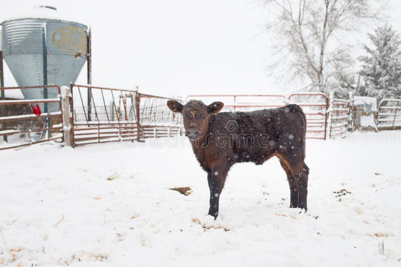Calf Playing with Tail in Forest Glade Stock Image - Image of spring ...