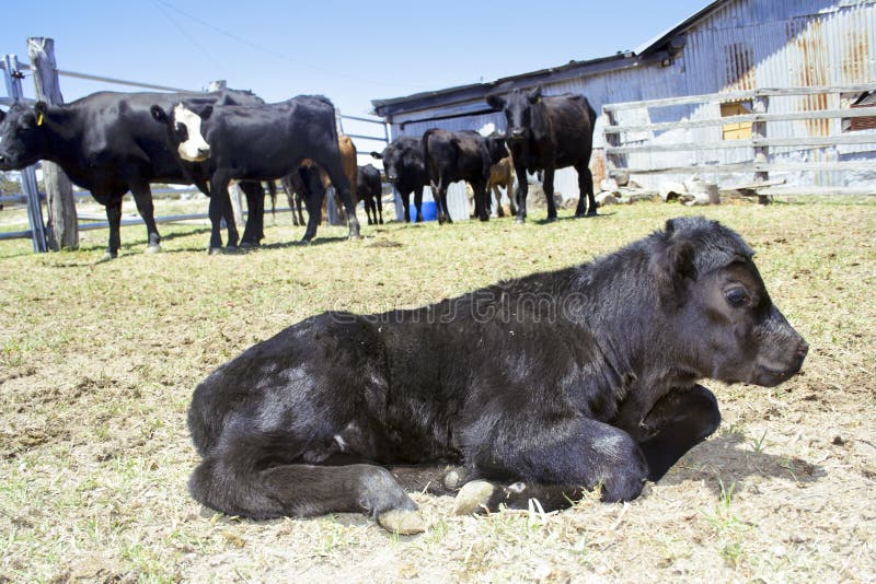 Calf sitting in paddock stock image. Image of grass, young - 56708109