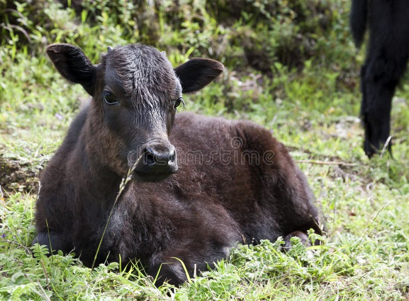 Young Calf Sitting in the Sun Stock Photo - Image of animals, sitting ...