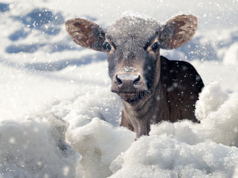 138 New Calf Snow Stock Photos - Free & Royalty-Free Stock Photos from ...