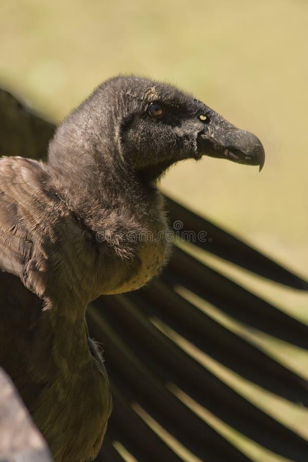 California Condor Sitting Stock Photos - Free & Royalty-Free Stock ...