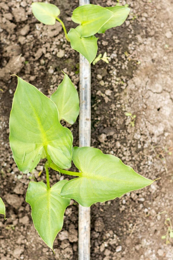 Young Calla Plant with Water Irrigation Stock Image - Image of leaves ...